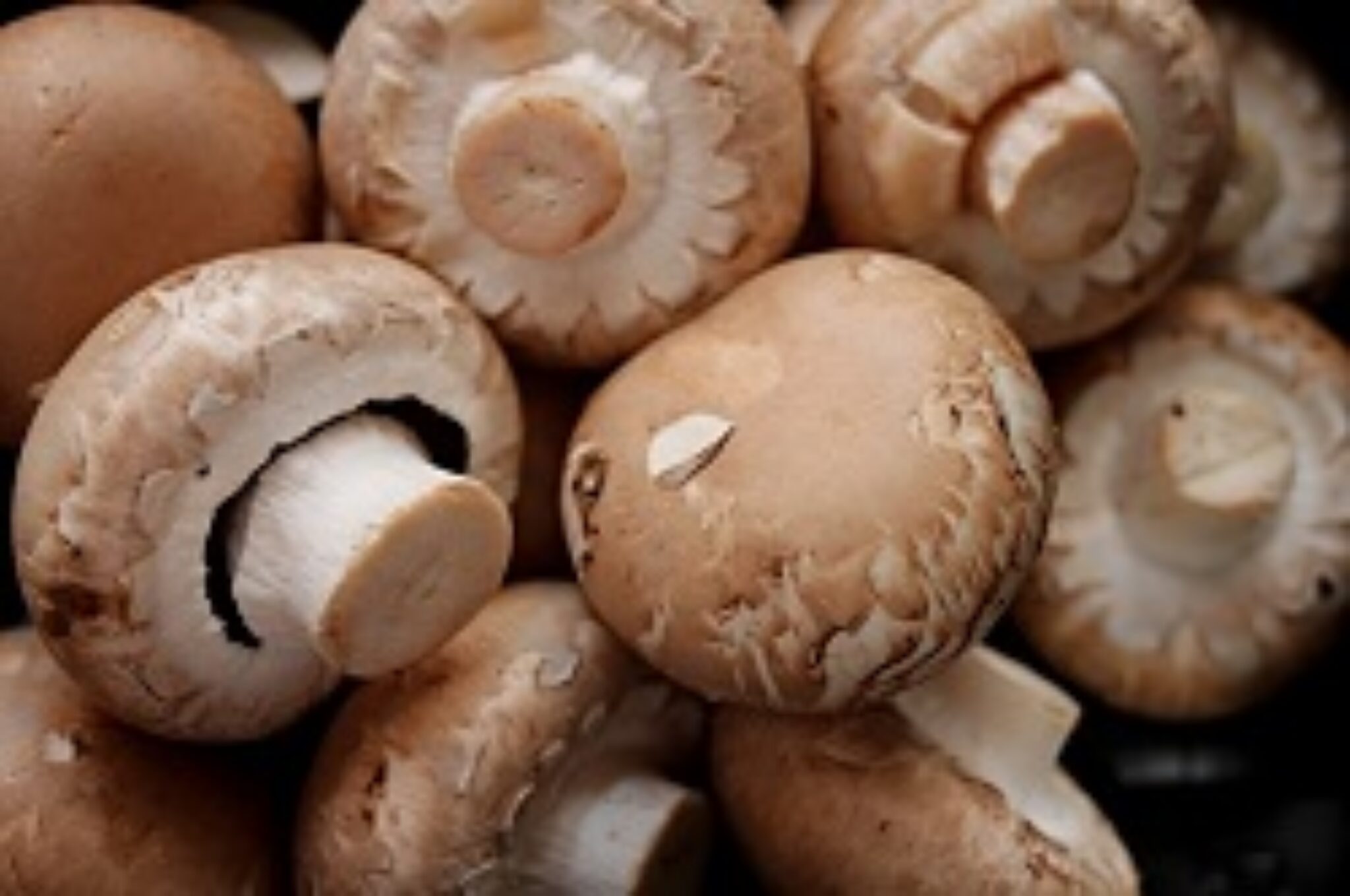 Zelf champignons kweken - Tresna.nl